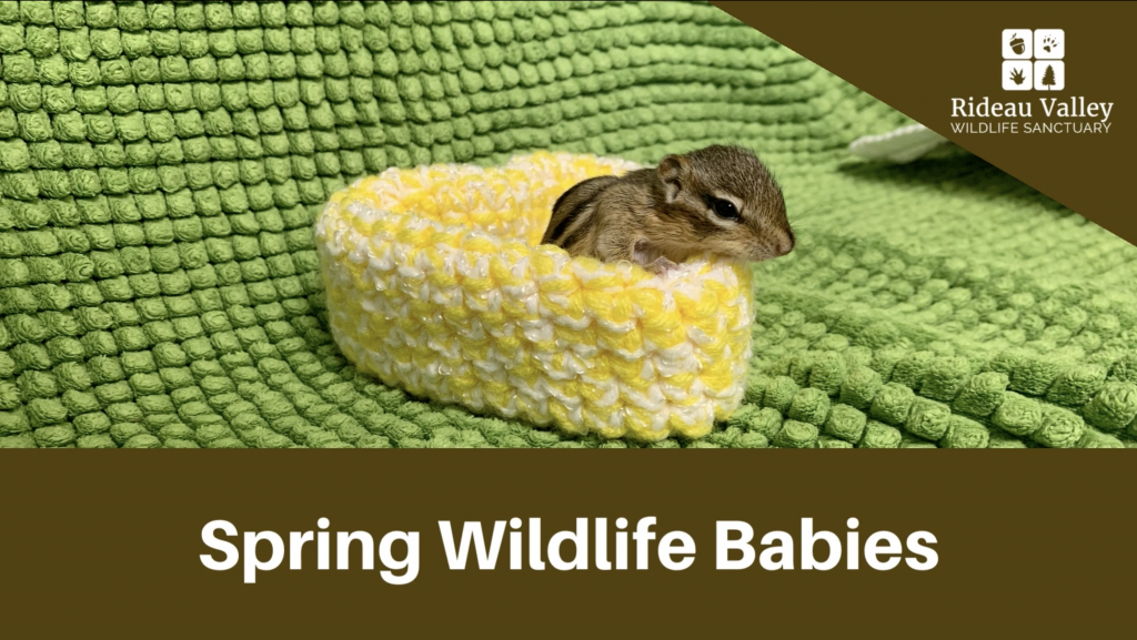 Spring Wildlife Babies - Rideau Valley Wildlife Sanctuary
