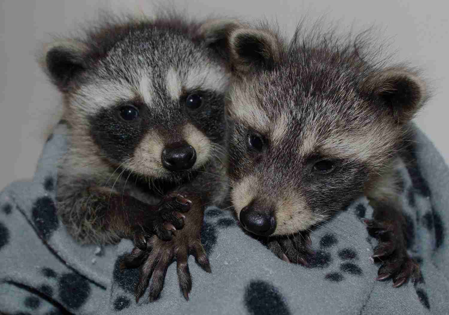 Rideau Valley Wildlife Sanctuary - Helping Orphaned Animals
