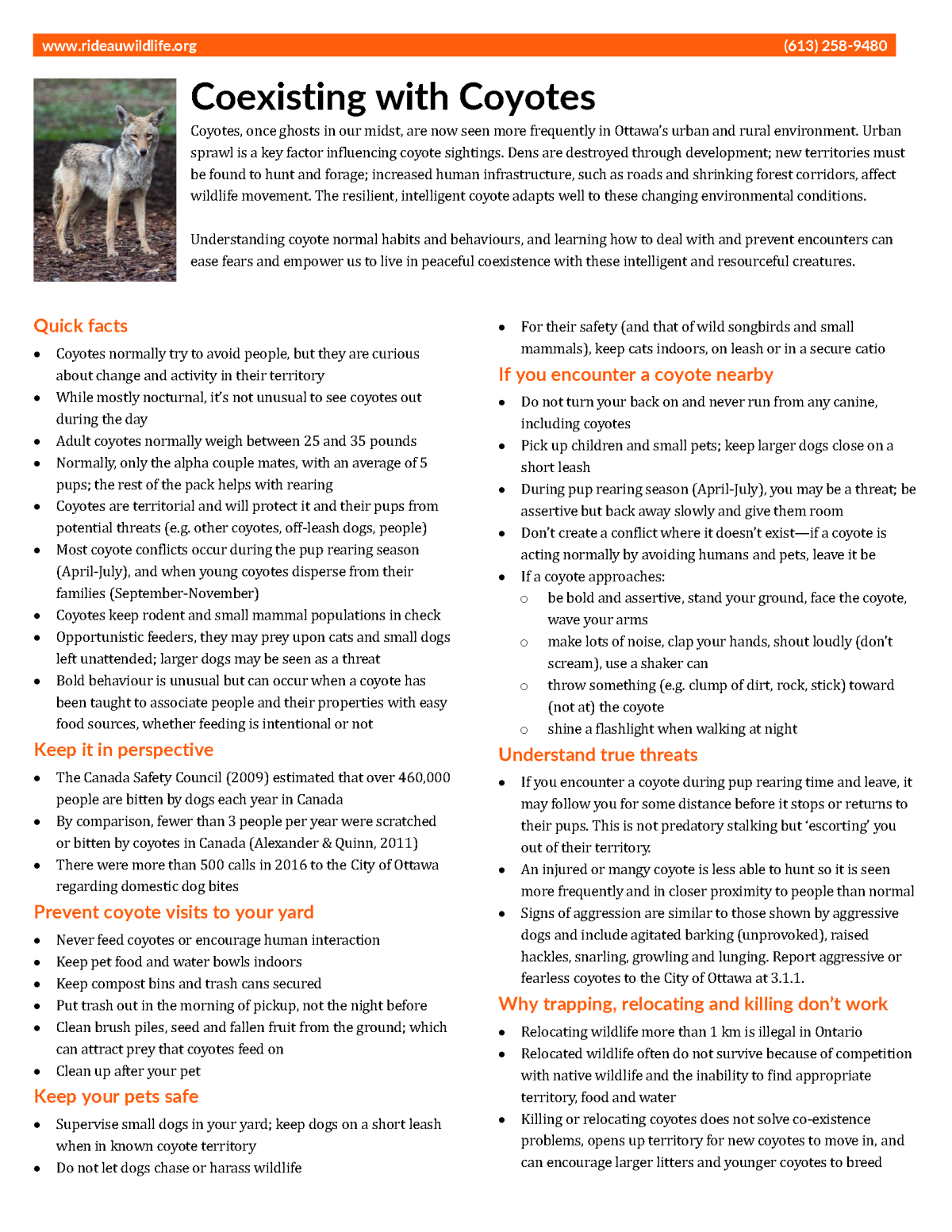 Coyotes - Wild Animal - Rideau Valley Wildlife Sanctuary